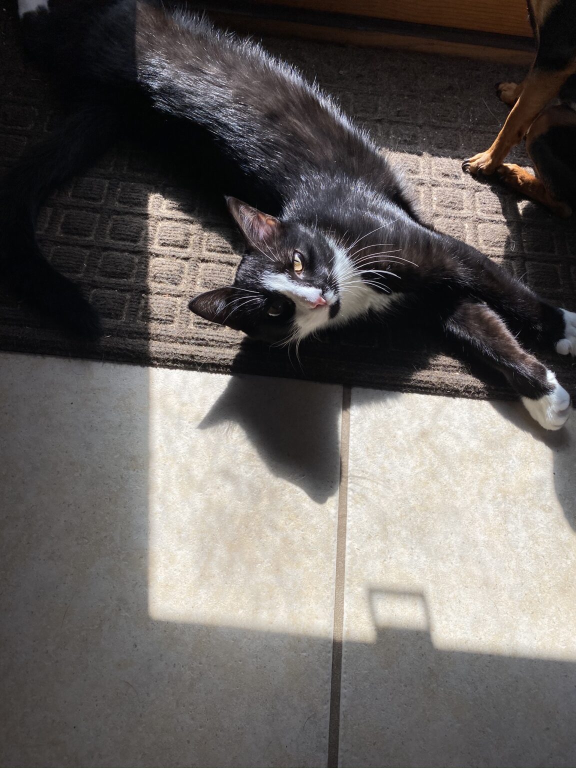 Pepe – River Cities Cats